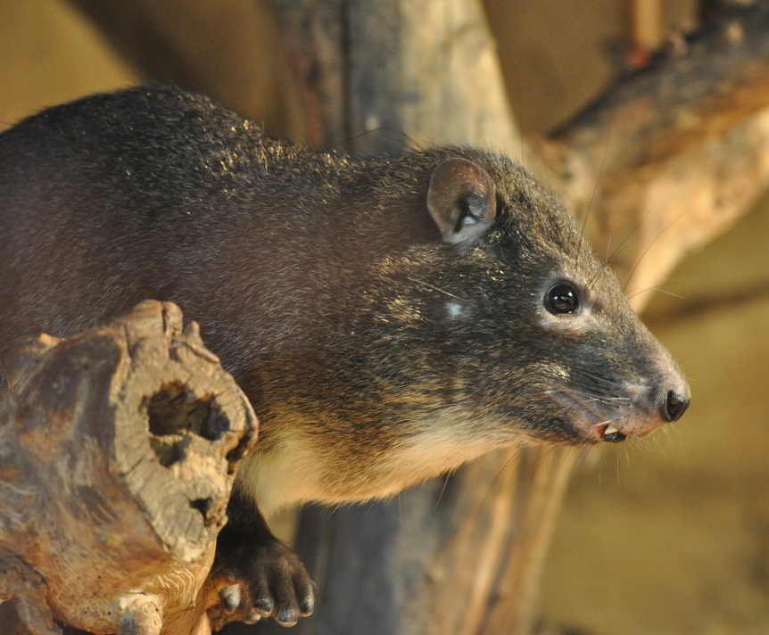 ZOOTOGRAFIANDO (6.100 ANIMALS): DAMÁN ARBORÍCOLA / SOUTHERN TREE HYRAX ...