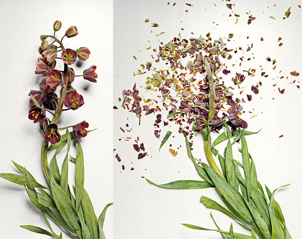 Broken Flowers by Jon Shireman