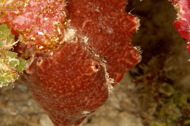 Los océanos ayudan a la medicina ~ Blog de Casco Antiguo