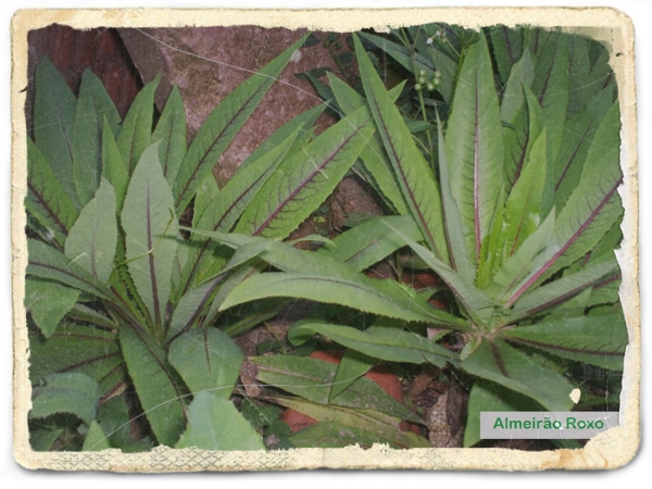 O ALMEIRÃO - A ORDEM NATURAL DAS COISAS