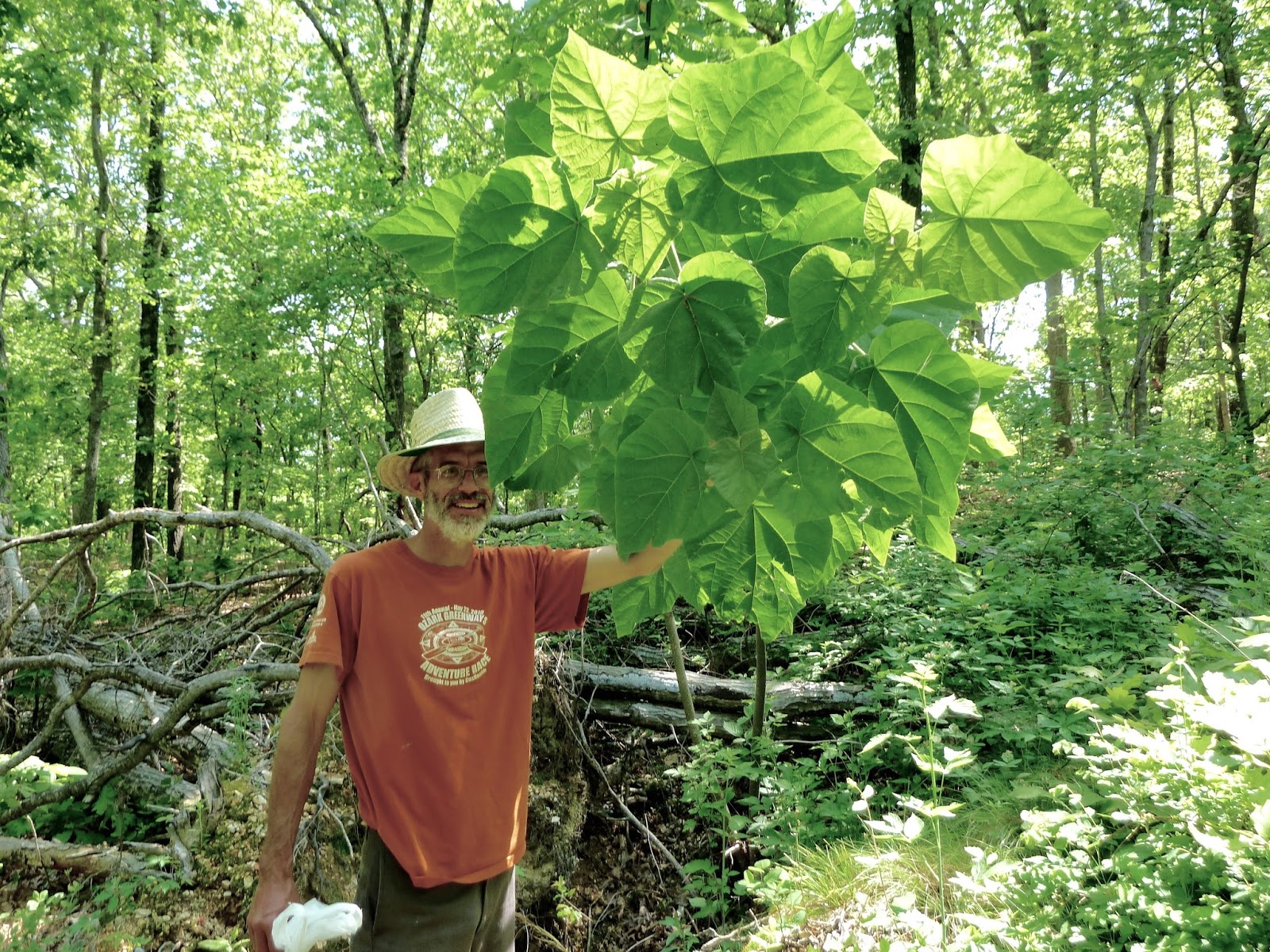 Springfield Plateau: Paulownia