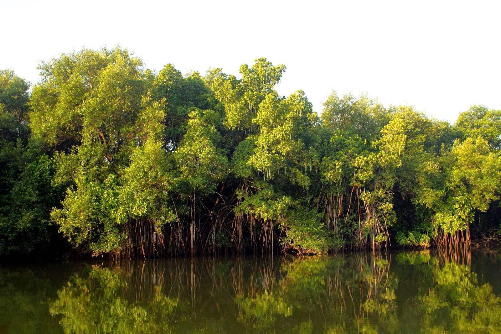 goa wildwatch: Mangroves in Goa