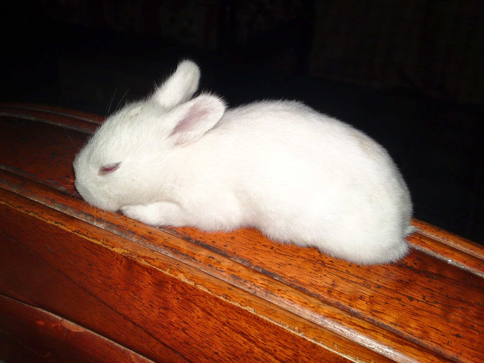 TropicalOfMalaysia.blogspot.com: Rabbits