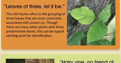 Advice: Recognizing Poison Ivy