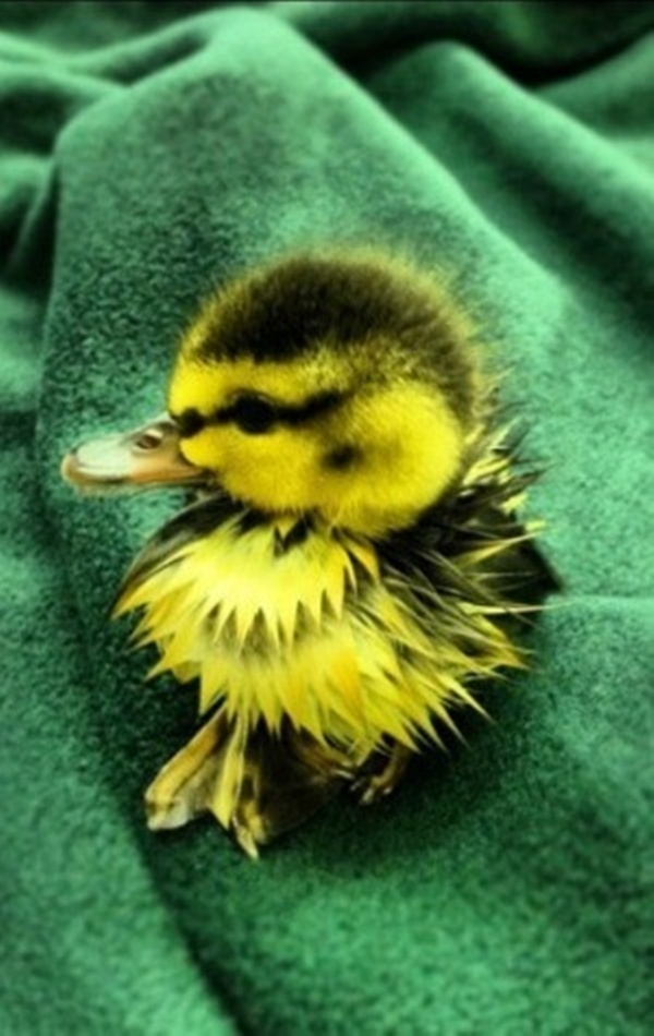 Baby Ducks, Baby Ducks Pictures, Baby Duck Care, Types and How to Raise ...