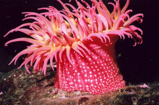 Cnidaria, Hewan Berongga yang Memiliki Sengat - Salty Light