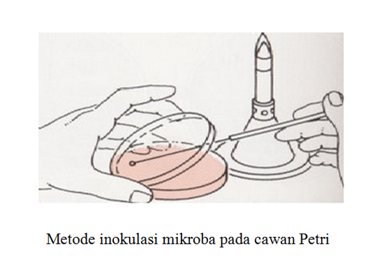 Simple Pen: ISOLASI MIKROBA