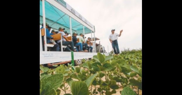 Herbicida Convey, especial para el maíz | AGRONOMIA