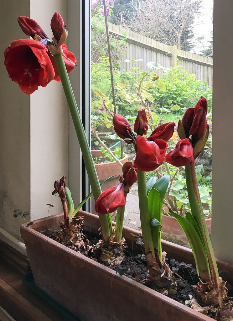 Shadows & Light: The Dreaded Red Blotch