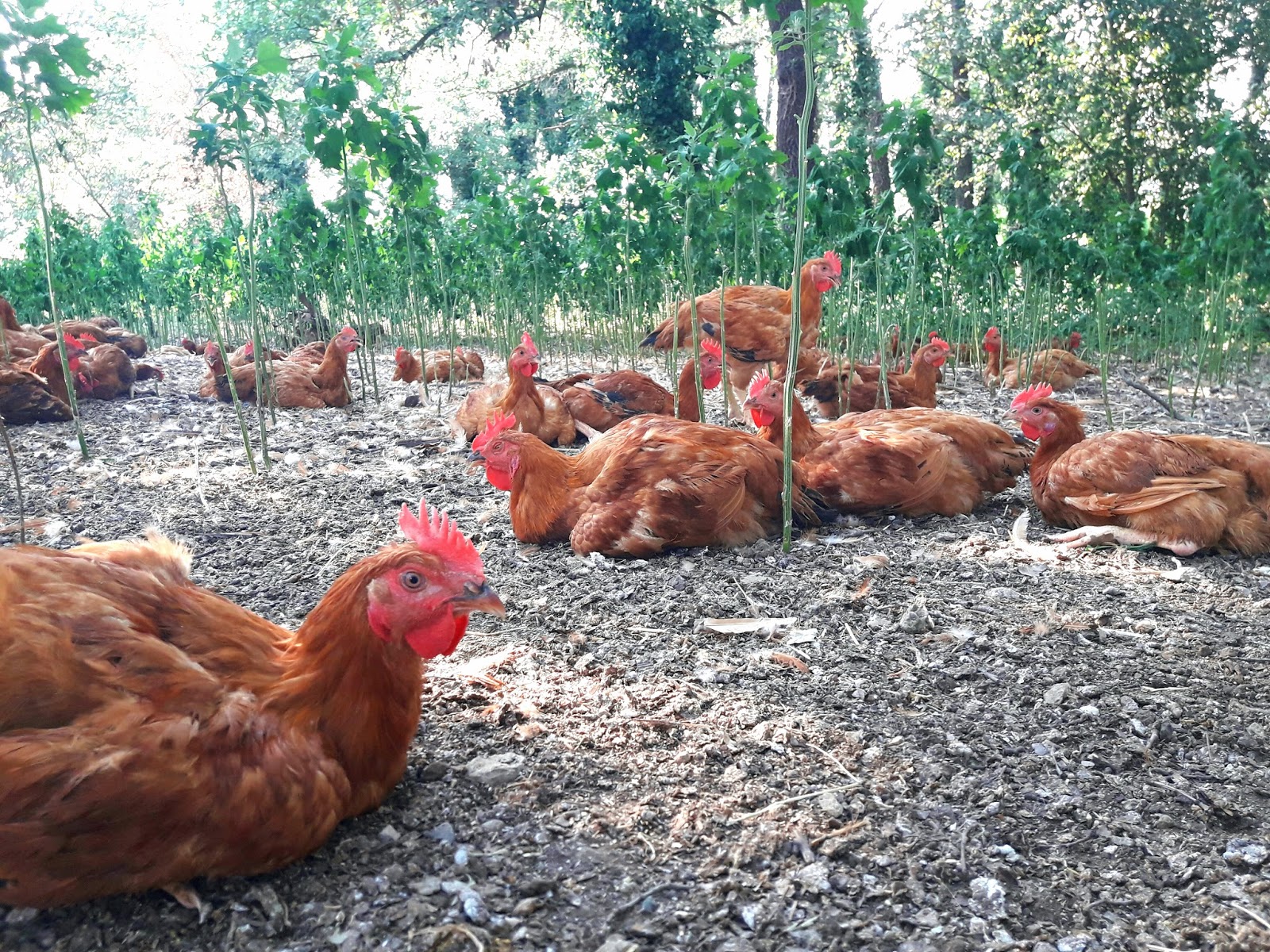Diferencia Entre Pollo De Corral Y Ecologico - Noticias de Pollo