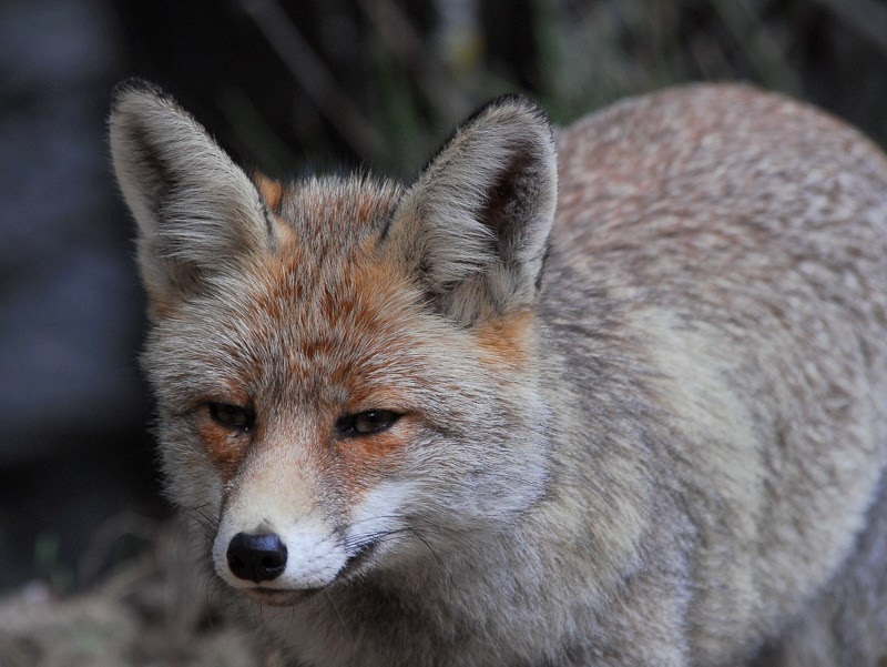 TERRA VIVA: RAPOSA (II)