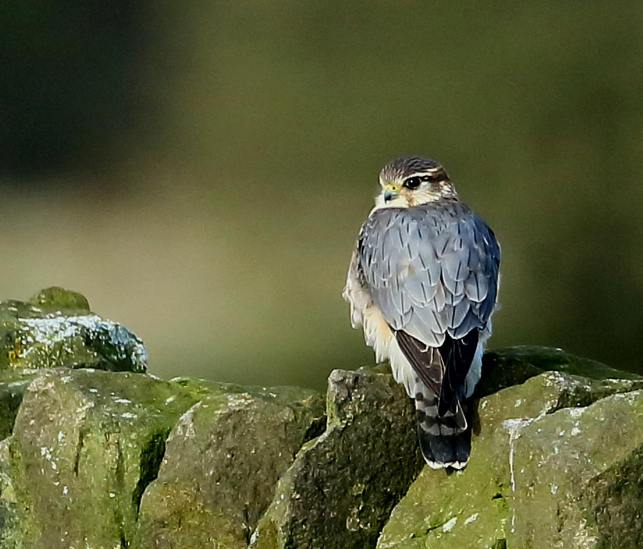 Darley Dale Wildlife: Merlin - male