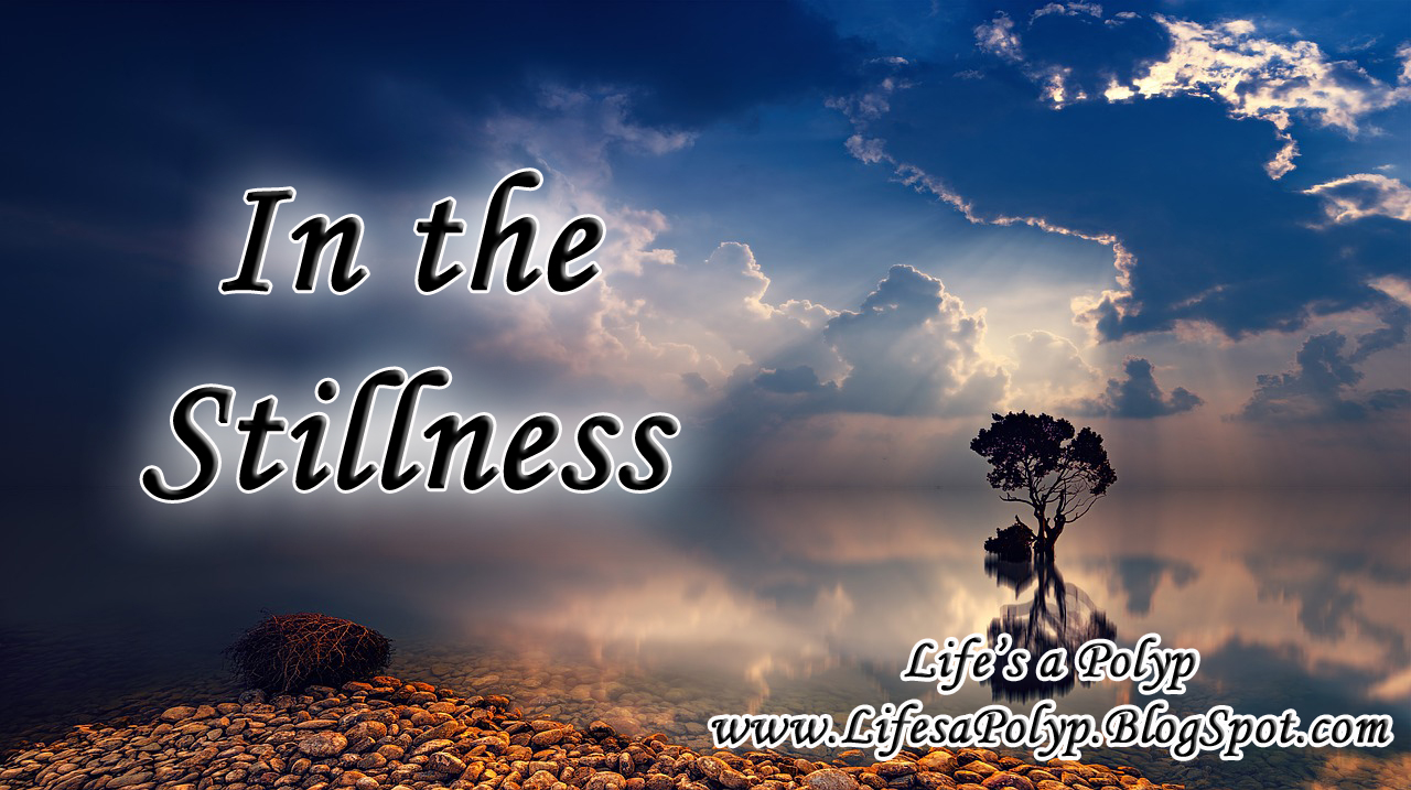 Life's a Polyp: In The Stillness