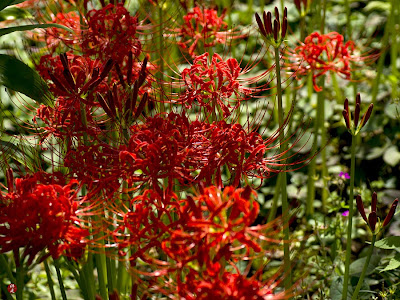 FROM THE GARDEN OF ZEN: Higan-bana (Lycoris radiata) flowers in Tokei-ji