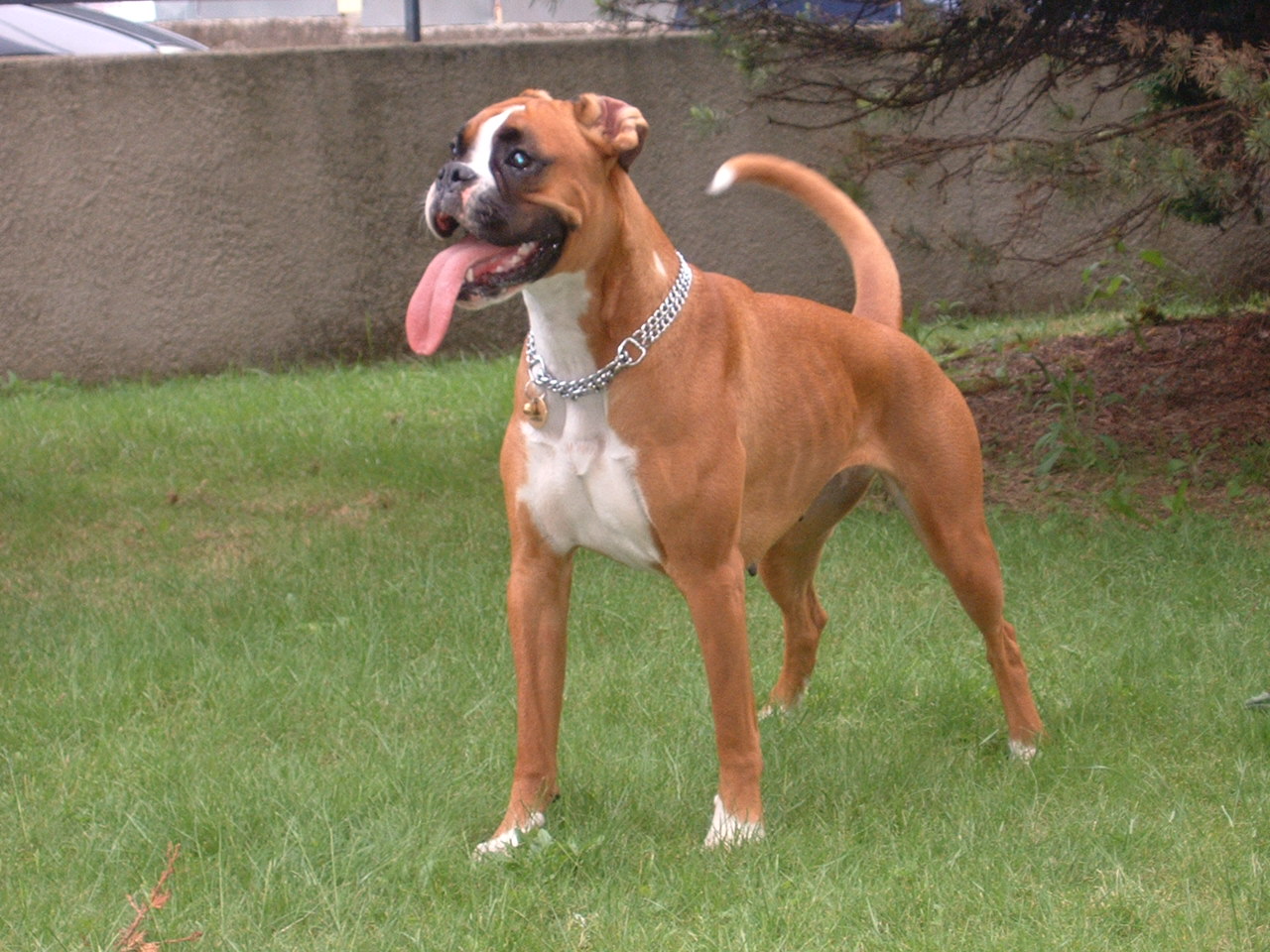 FOTOGRAFANDO ... DAL CUORE IN POI.: MY BOXER : YUMA