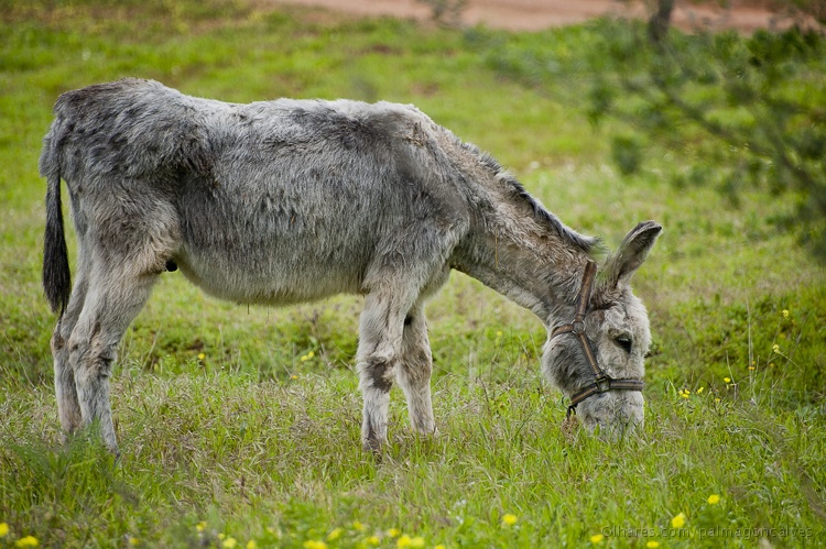 bicho-da-seda: O velho, o rapaz e o burro