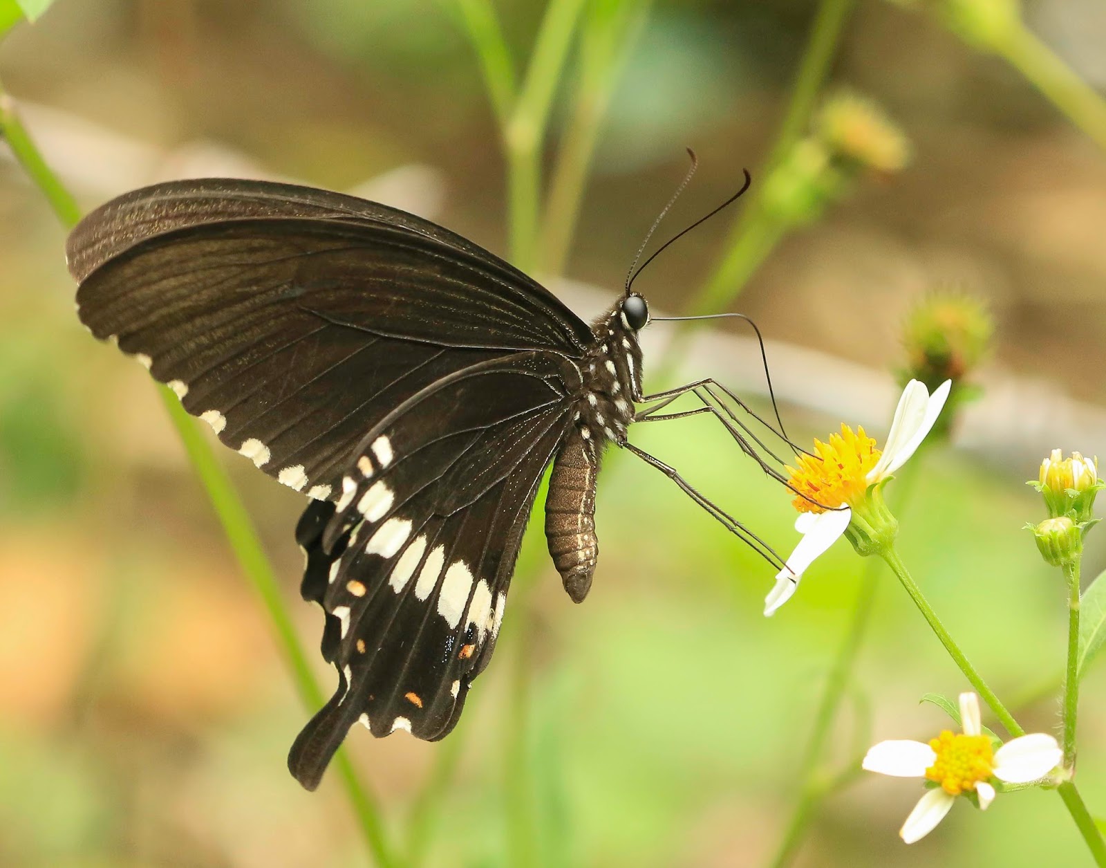 Butterflies of Vietnam: 148. Papilio polytes polytes (The Common Mormon)