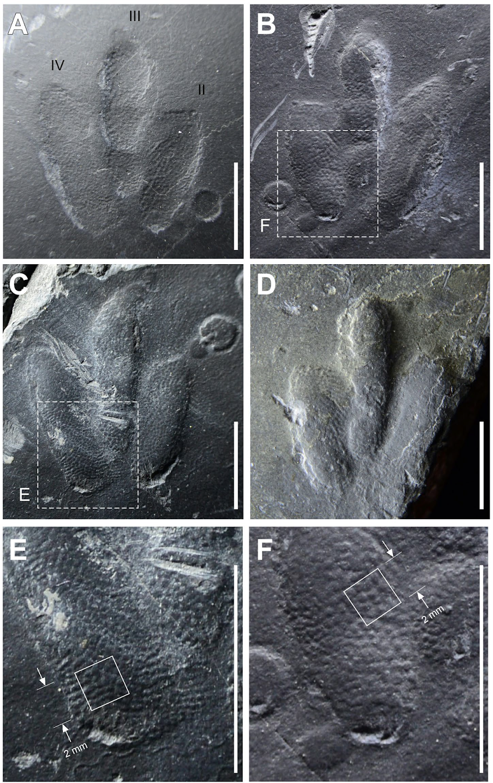 Sciency Thoughts: Small Theropod tracks preserved in exquisite detail ...