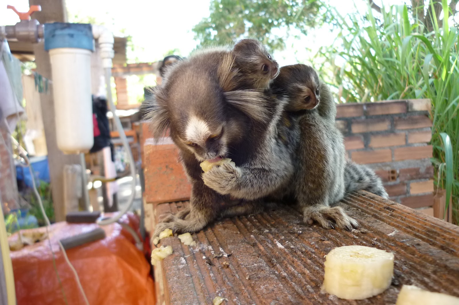 Meio Ambiente: Sagui
