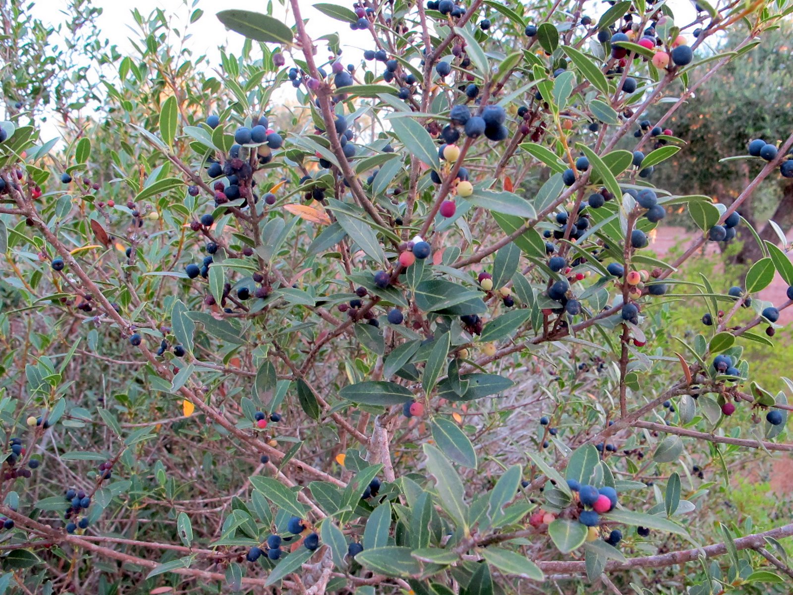 FLORA NEL SALENTO e.. anche altrove: Phyllirea latifolia L. - Oleaceae ...