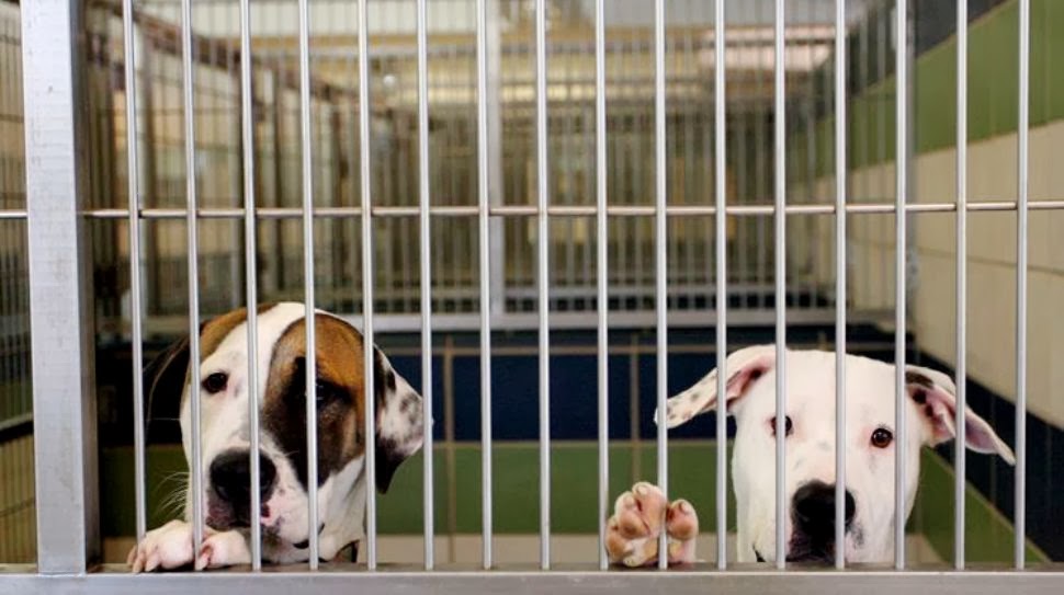 Econcientiza: Maltrato animal: delito penal