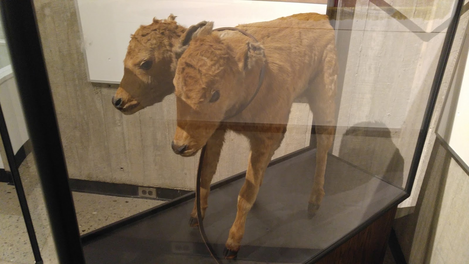 Travels of a Hobgoblin Taphophile: Two Headed Calf - Ohio History Center
