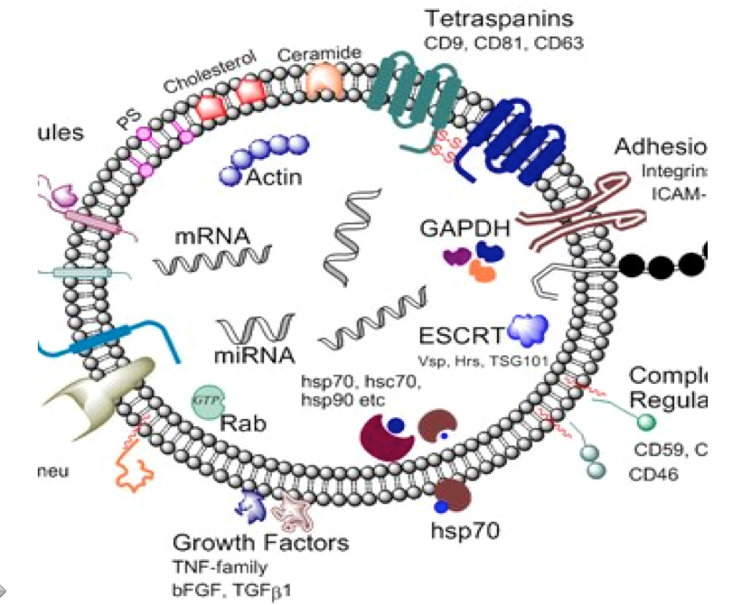 Microvesículas, exossomos & Cia: Exossomos como efetores do sistema ...