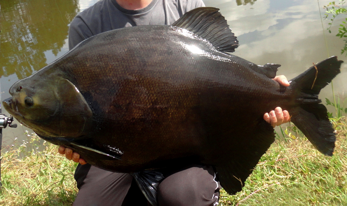 Dicas de Pesca: Diferença entre Tambaqui, Tambacu e Pacu - Laus Pesca