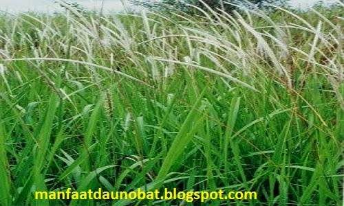 Manfaat Khasiat Akar Alang - Alang Untuk Kesehatan | Cara Pengobatan ...