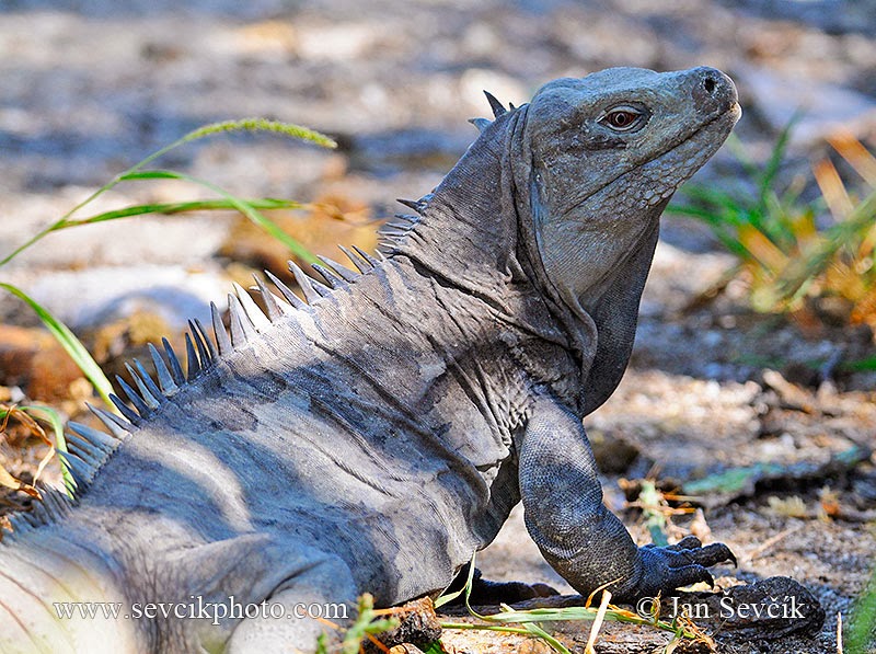 La Fauna : Los Reptiles