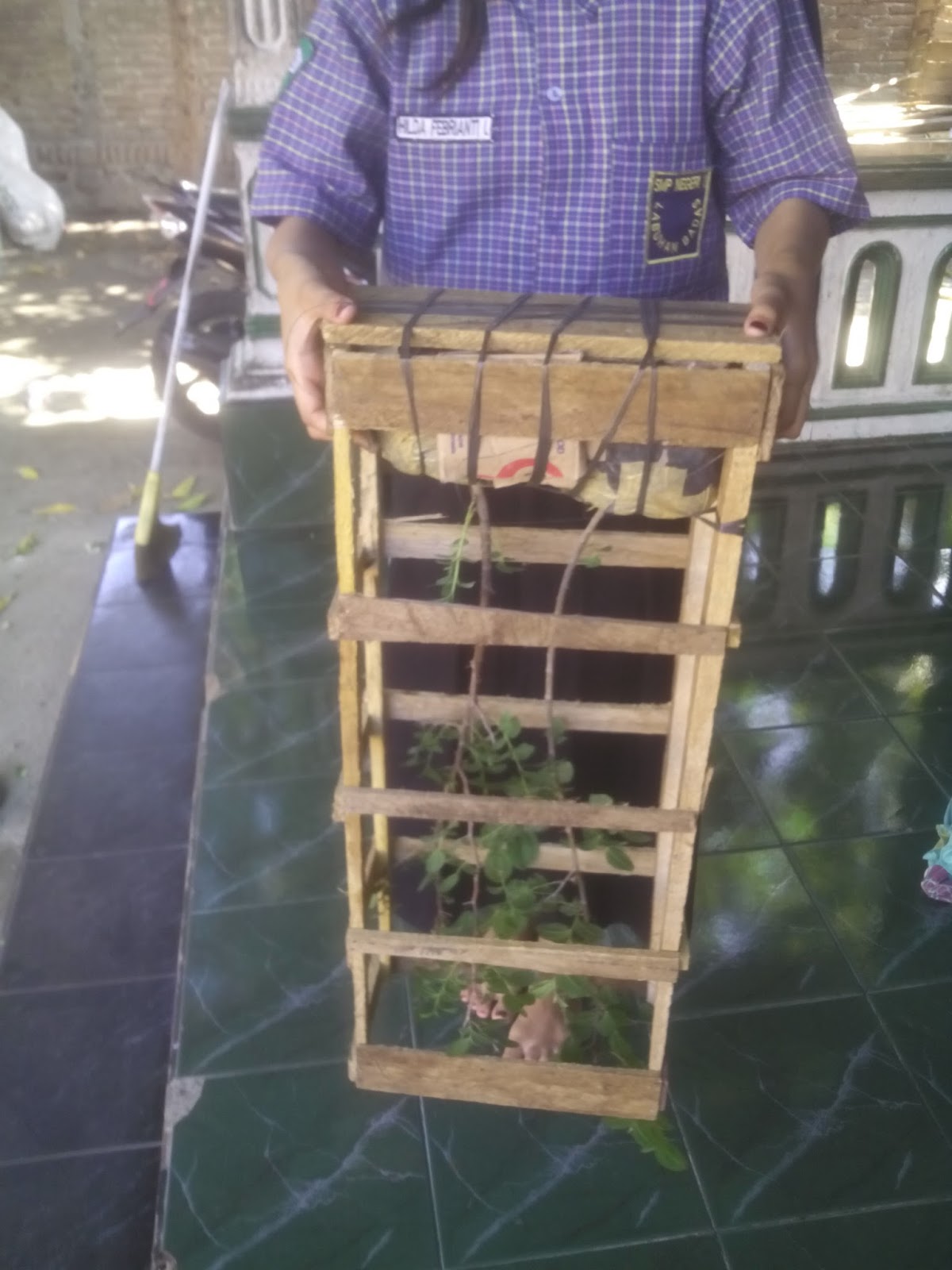 Jual Bibit Bidara Murah & (Gratis Daun Bidara)