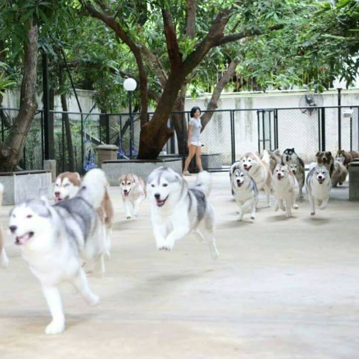 [BKK,Thailand] True Love Husky at Neverland, Bangkok, Ari BTS Station ...