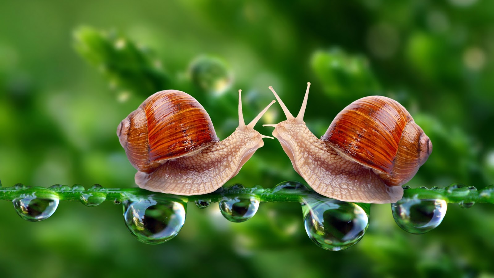 Snail Love - Mystery Wallpaper
