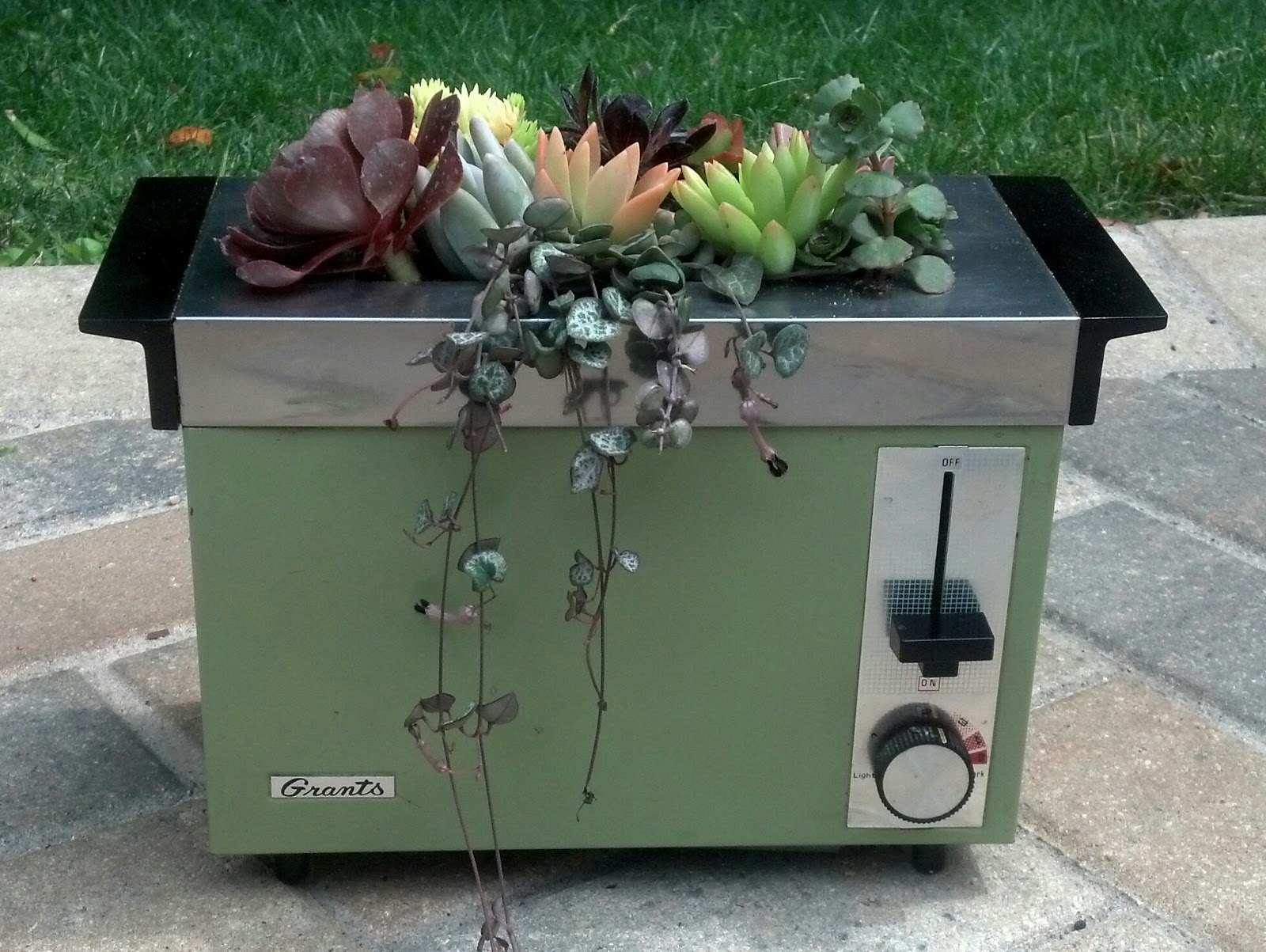 Stacey's Lazy Day Cottage: Succulent Gardens by Rusty Gate Gardens