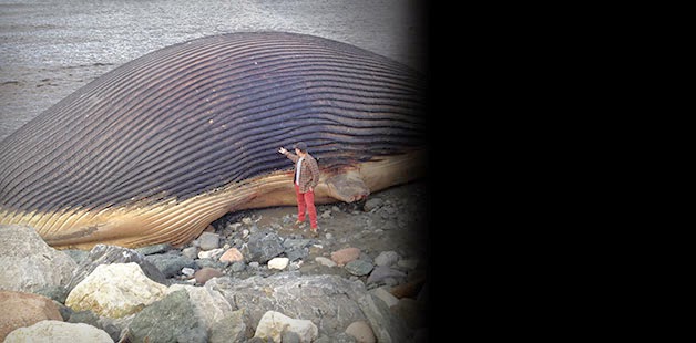 A Brief History of Exploding Whales