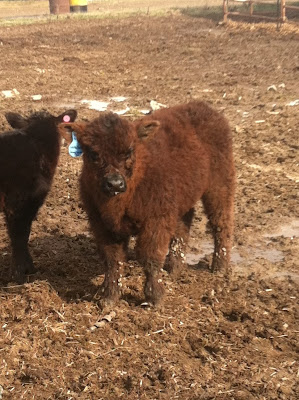 DIAMOND G CATTLE CO.: Got Shag?