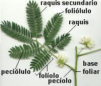 Juntando sámaras: LOS DIFERENTES TIPOS DE HOJAS