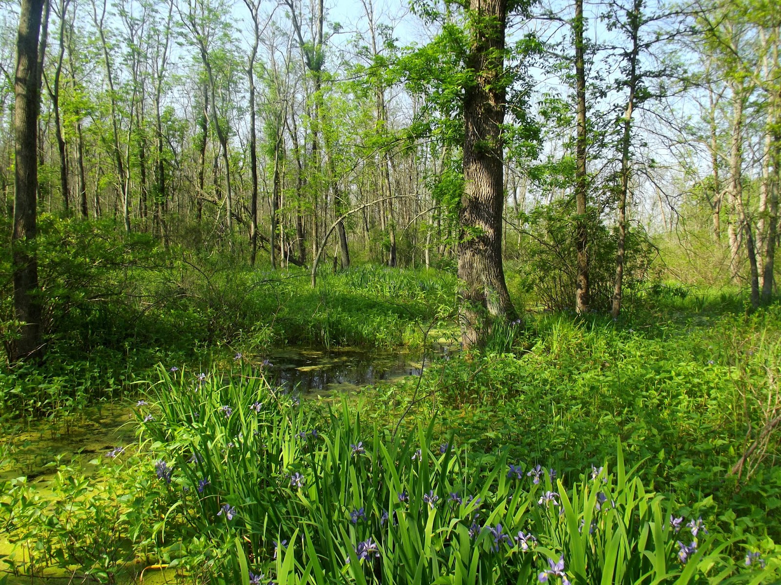 Indiana Photo of the Day - Forest Marsh At Dune State Park