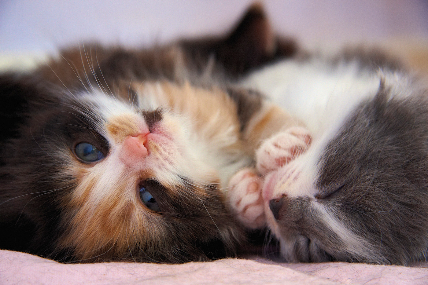 Cat and DOG Chat With Caren: Kittenhood: capture a kitten on camera for ...