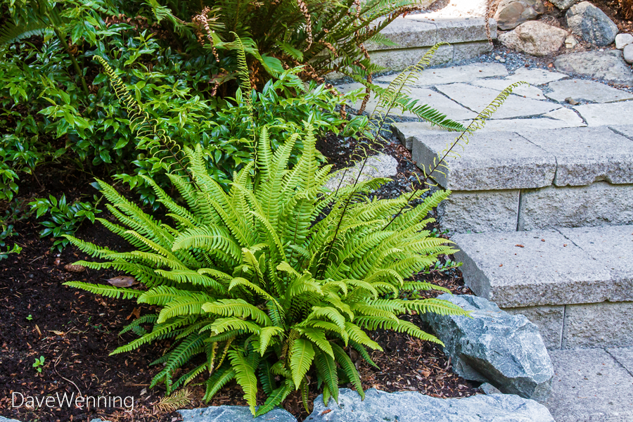 Northwest Native Plants: Deer Fern