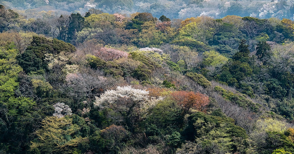 FROM THE GARDEN OF ZEN: Yama-zakura (Prunus jamasakura) blossoms: Kita ...