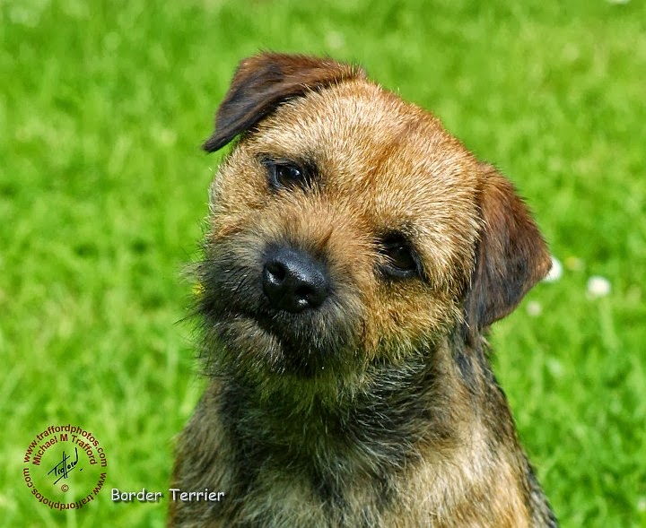 Psie myśli - rasy psów