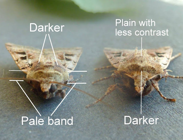 The Trappings of Success: Double Square-spot vs. Triple-spotted Clay