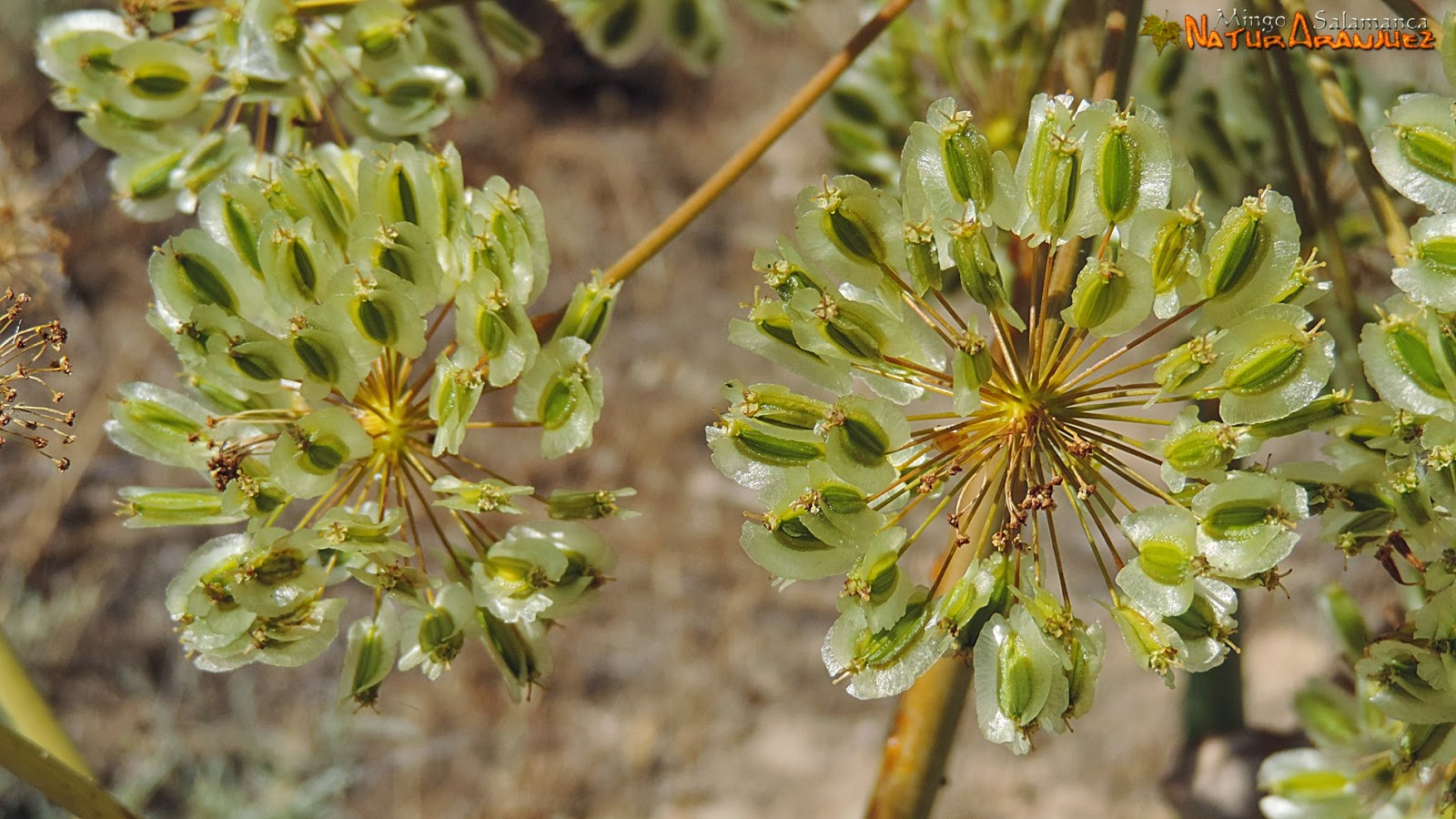 NaturAranjuez: Thapsia villosa ZUMILLO
