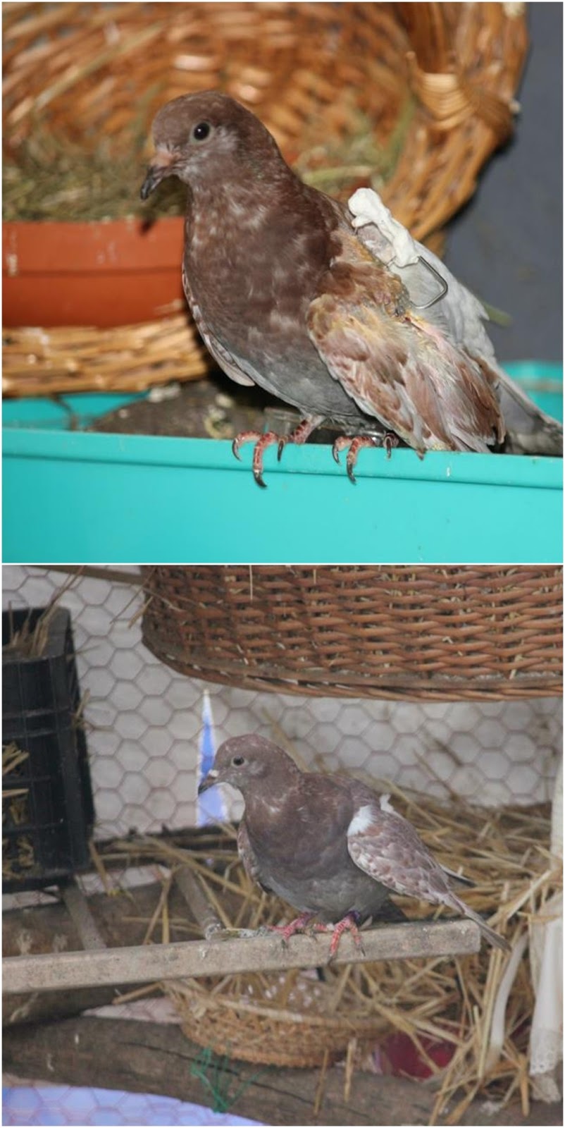 Mis amigas las palomas: Tratamiento ALA ROTA