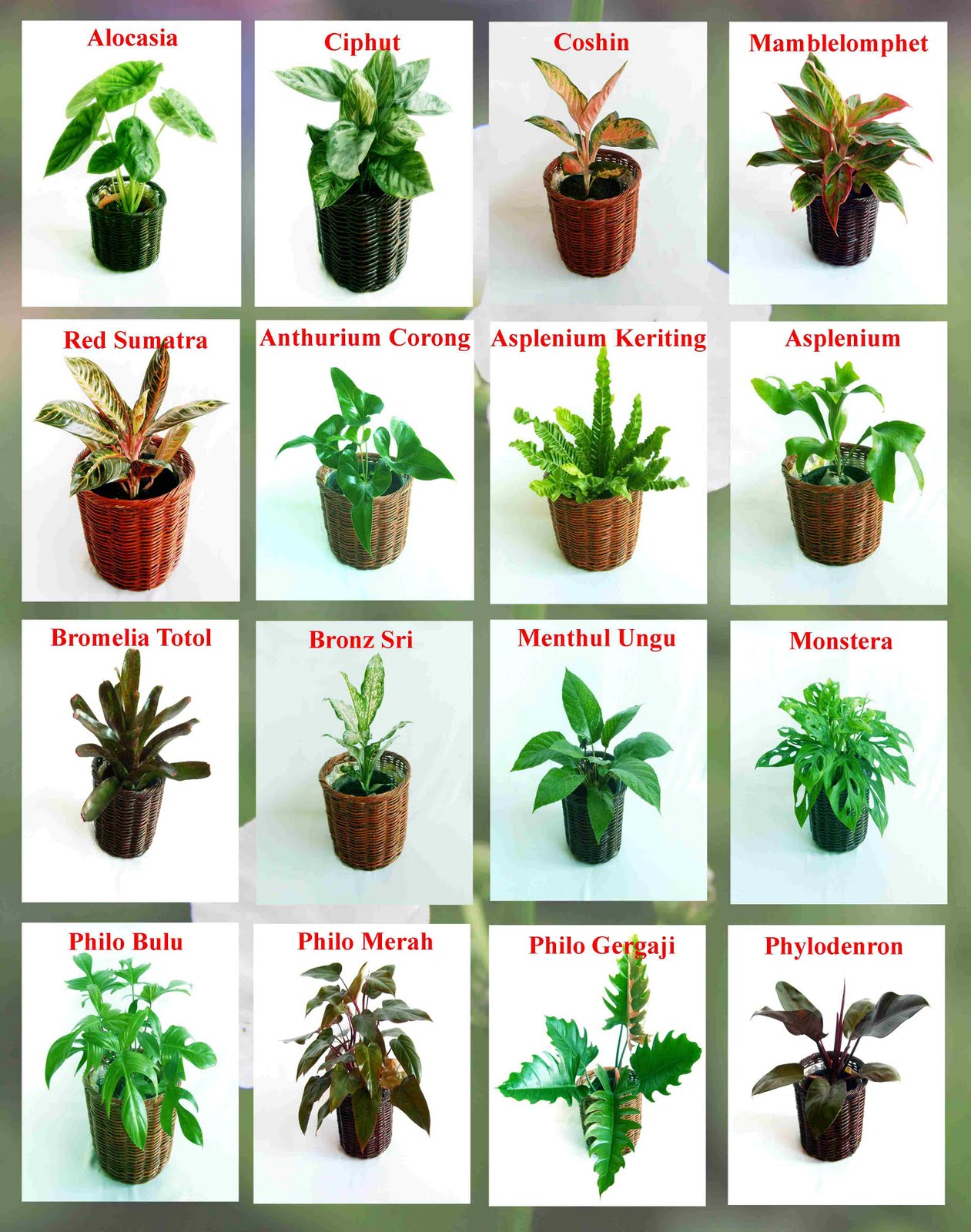 Puri Bunga Seruni: Tanaman Hias