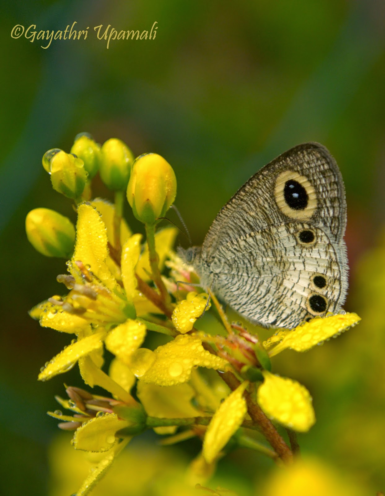 Chasing The Dreams: White Four-ring (Ypthima Ceylonica)