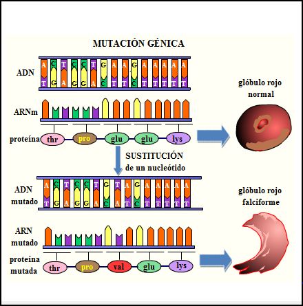 La revolución genética: desvelando los secretos de la vida.: Las ...