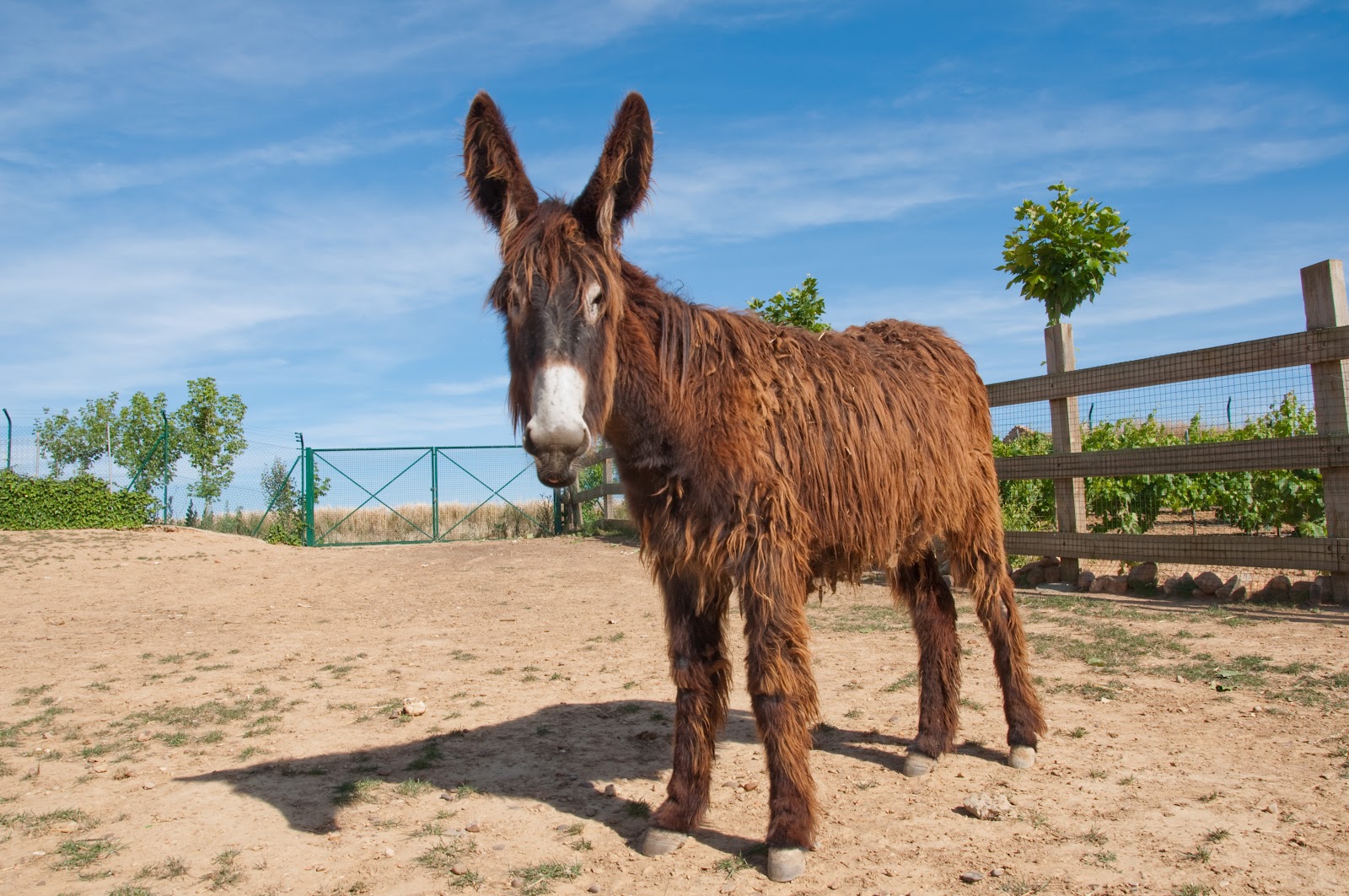 Cuenca Nacional Revolucionaria: El Burro Zamorano-Leonés una raza asnal ...
