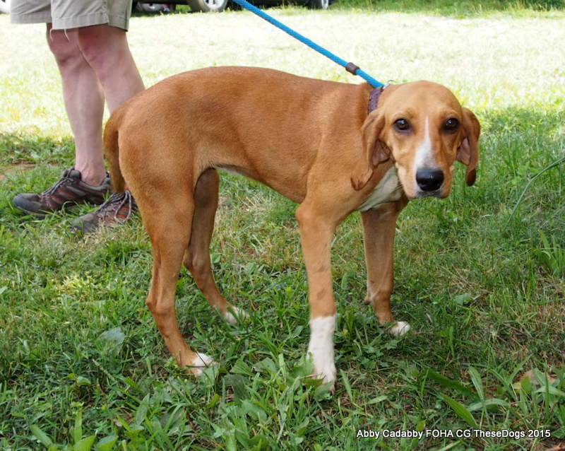 Redbone Coonhound Rhodesian Ridgeback Mix